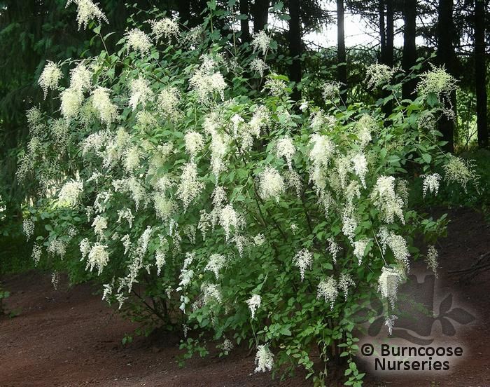 Holodiscus Discolor from Burncoose Nurseries