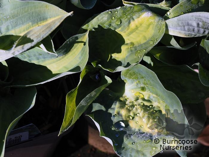 Hosta 'Chain Lightning' from Burncoose Nurseries