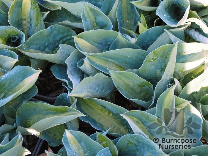 Hosta 'Chain Lightning' from Burncoose Nurseries