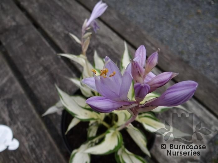 Hosta 'Fire And Ice' from Burncoose Nurseries