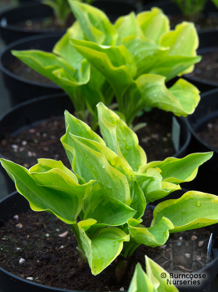Hosta 'Golden Tiara' from Burncoose Nurseries