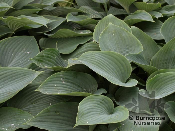 Hosta 'Halcyon' from Burncoose Nurseries