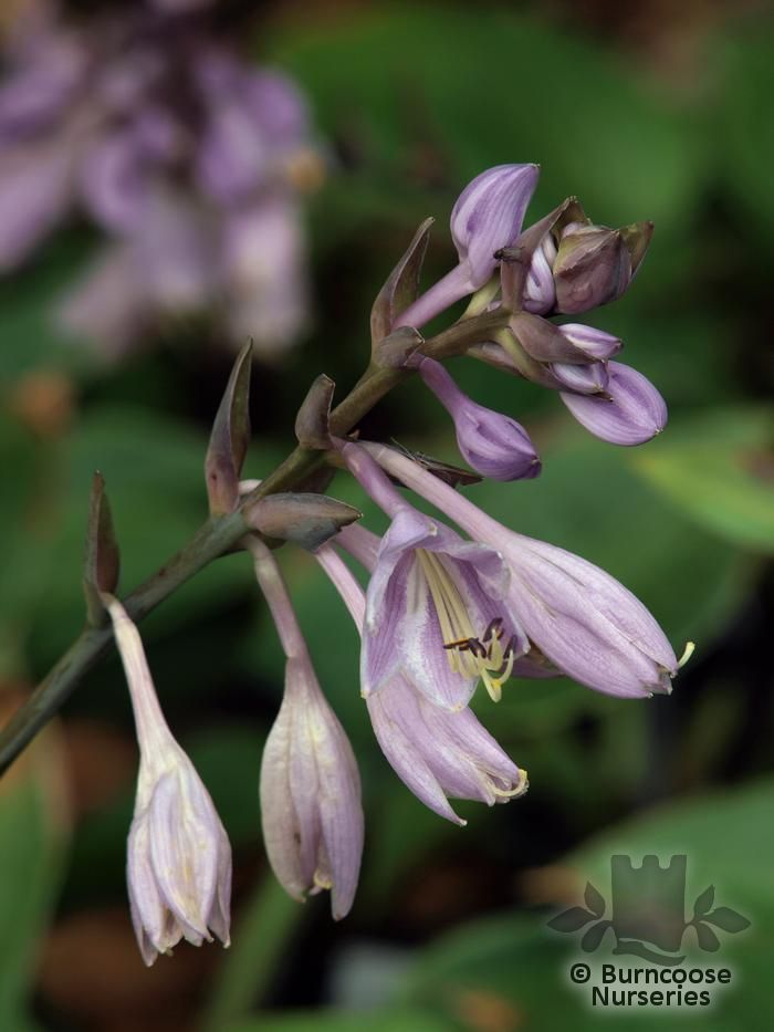 Hosta 'Halcyon' from Burncoose Nurseries