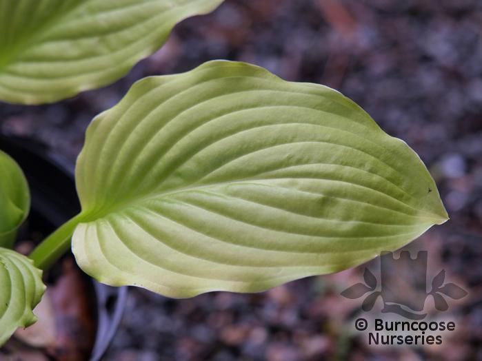 Hosta 'Honeybells' from Burncoose Nurseries