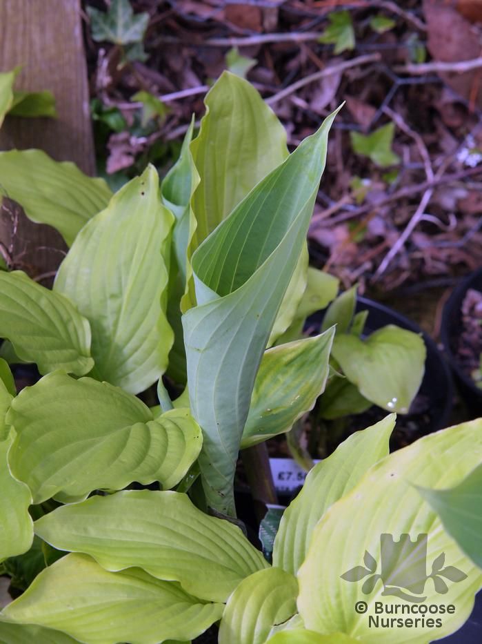 Hosta 'Honeybells' from Burncoose Nurseries