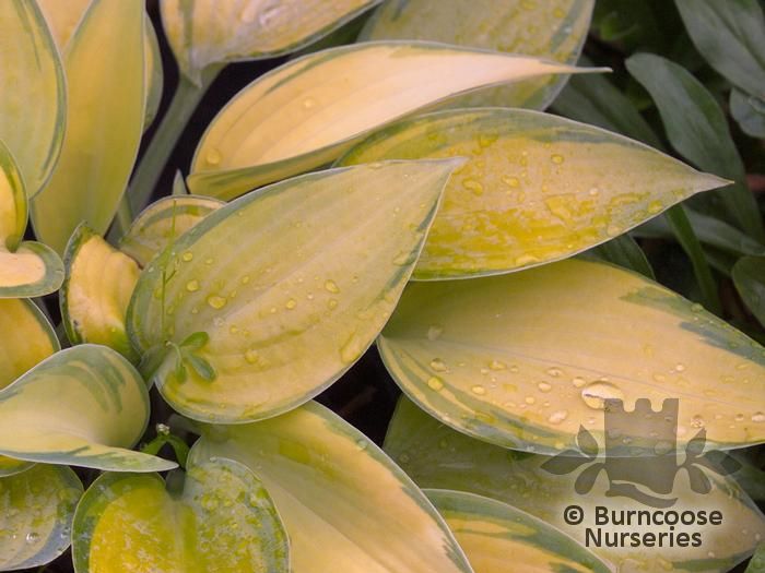 Hosta 'Orange Marmalade' from Burncoose Nurseries