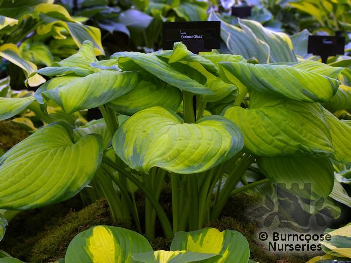 Hosta 'Stained Glass' from Burncoose Nurseries