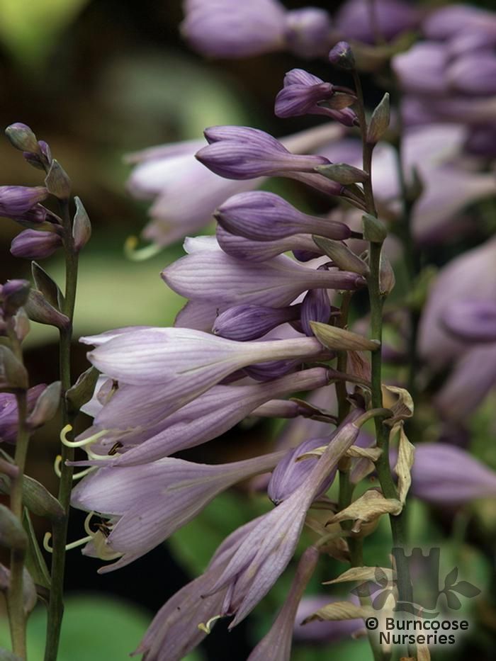 Hosta Tokudama 'Blue Cadet' from Burncoose Nurseries