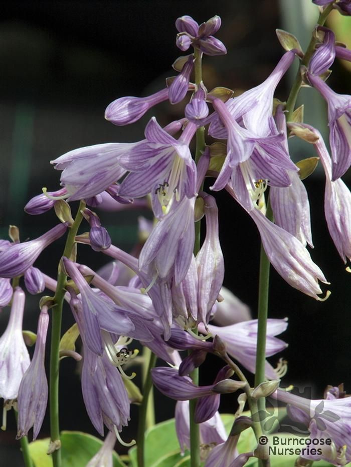 Hosta Tokudama 'Blue Cadet' from Burncoose Nurseries