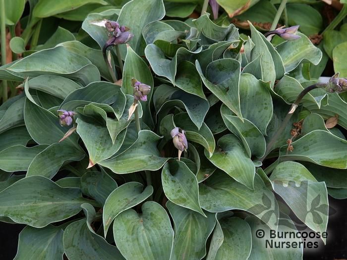 Hosta Tokudama 'Blue Cadet' from Burncoose Nurseries