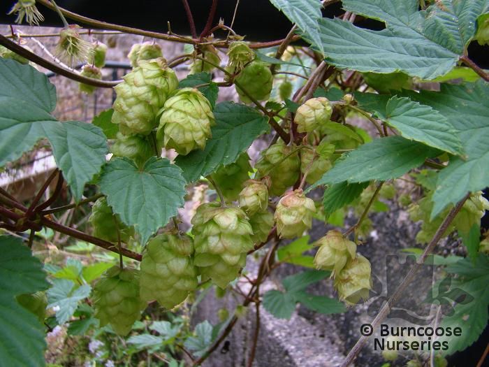 Humulus Lupulus from Burncoose Nurseries