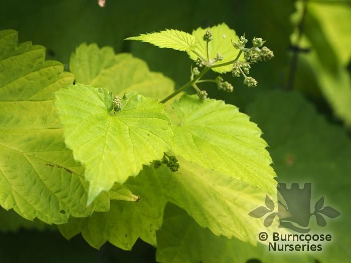 Humulus Lupulus 'Aureus' from Burncoose Nurseries