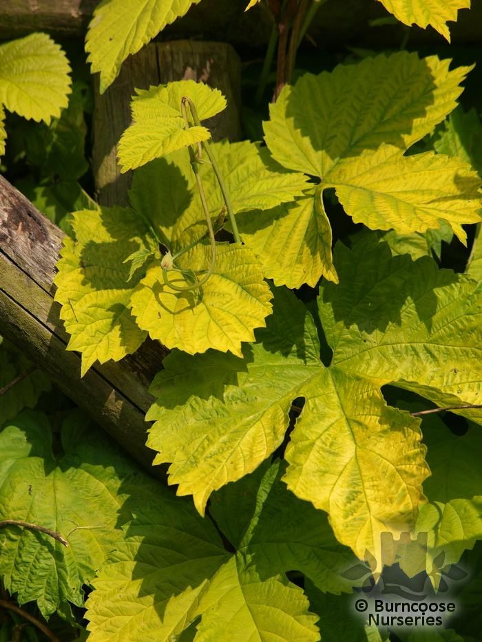 Humulus Lupulus 'Aureus' from Burncoose Nurseries
