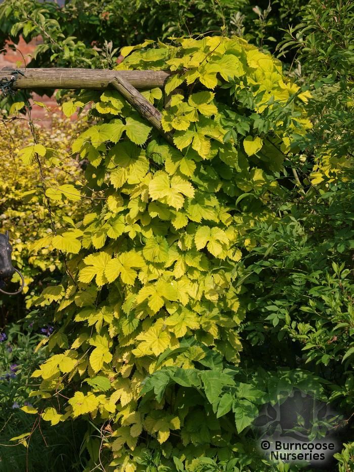 Humulus Lupulus 'Aureus' from Burncoose Nurseries