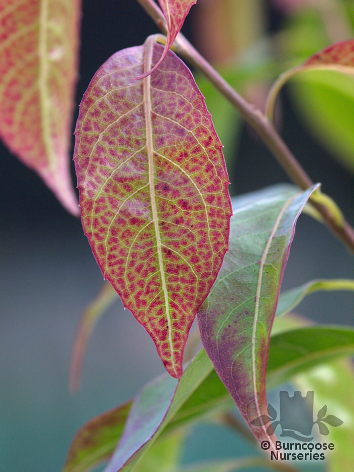 Huodendron from Burncoose Nurseries