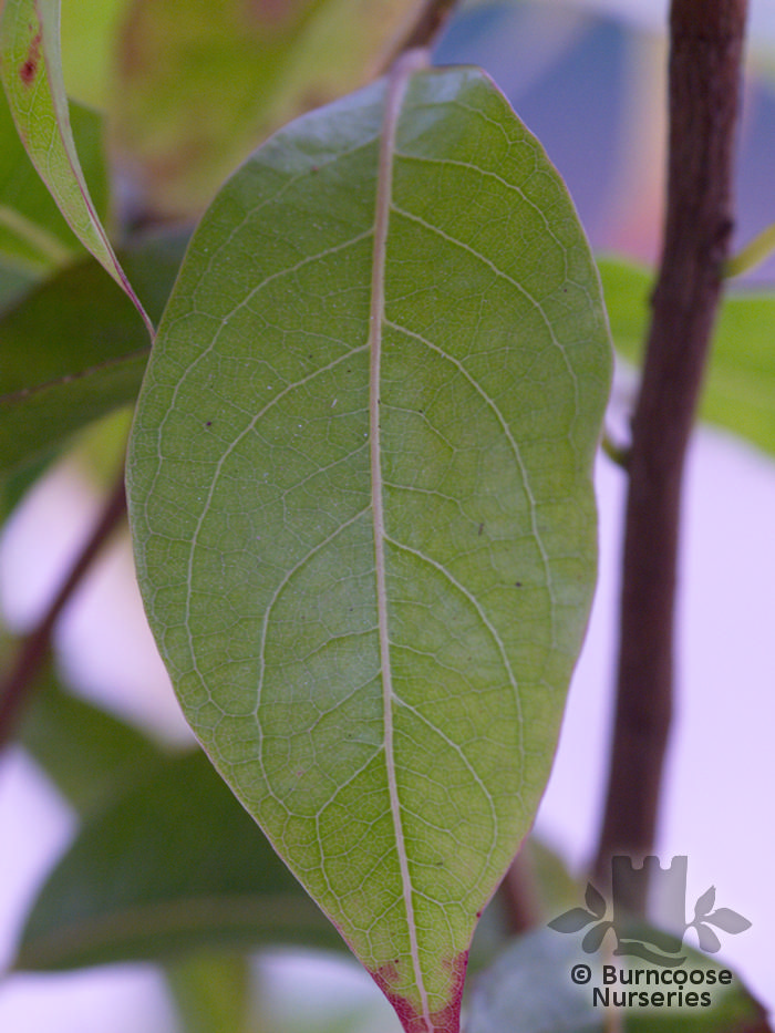 Huodendron from Burncoose Nurseries