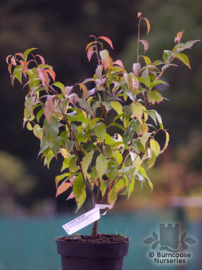 Huodendron from Burncoose Nurseries
