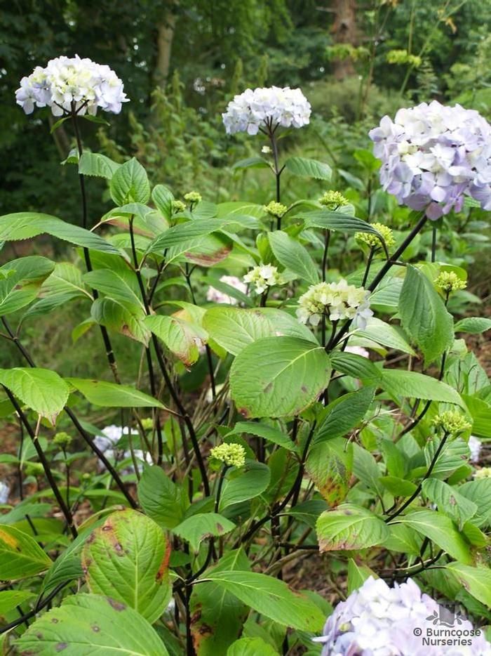 Hydrangea 'Nigra' from Burncoose Nurseries