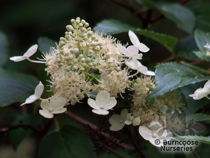 Hydrangea Arborescens 'Grandiflora' from Burncoose Nurseries
