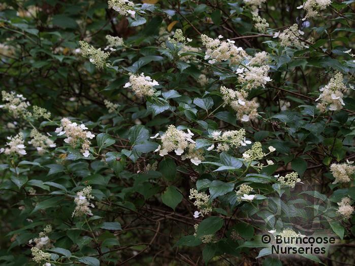 Hydrangea Arborescens 'Grandiflora' from Burncoose Nurseries