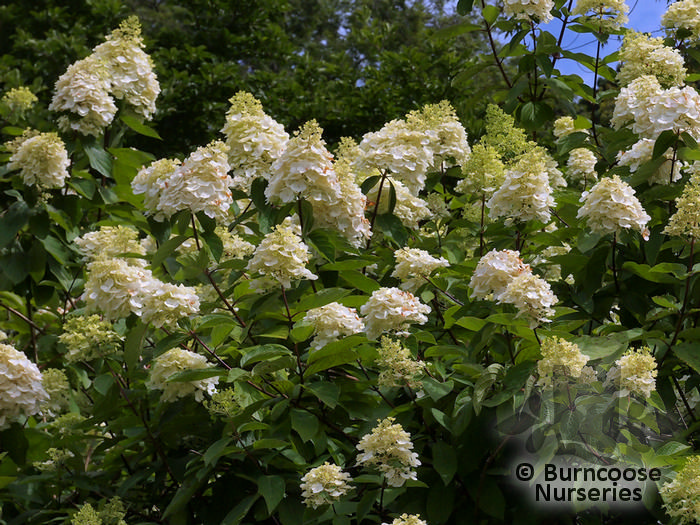 Hydrangea Arborescens 'Grandiflora' from Burncoose Nurseries