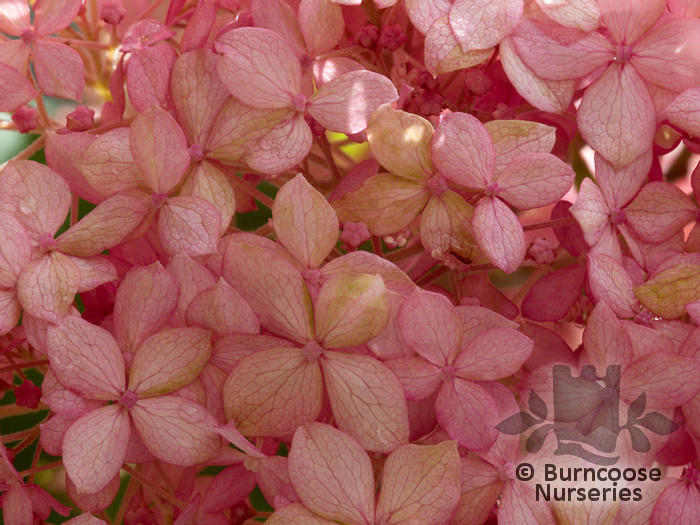 Hydrangea Arborescens 'Invincibelle Spirit' from Burncoose Nurseries