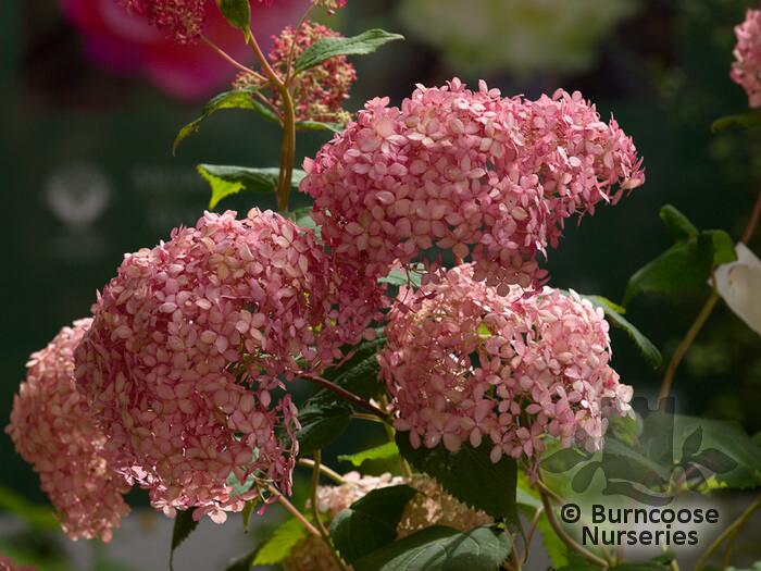 Hydrangea Arborescens 'Invincibelle Spirit' from Burncoose Nurseries