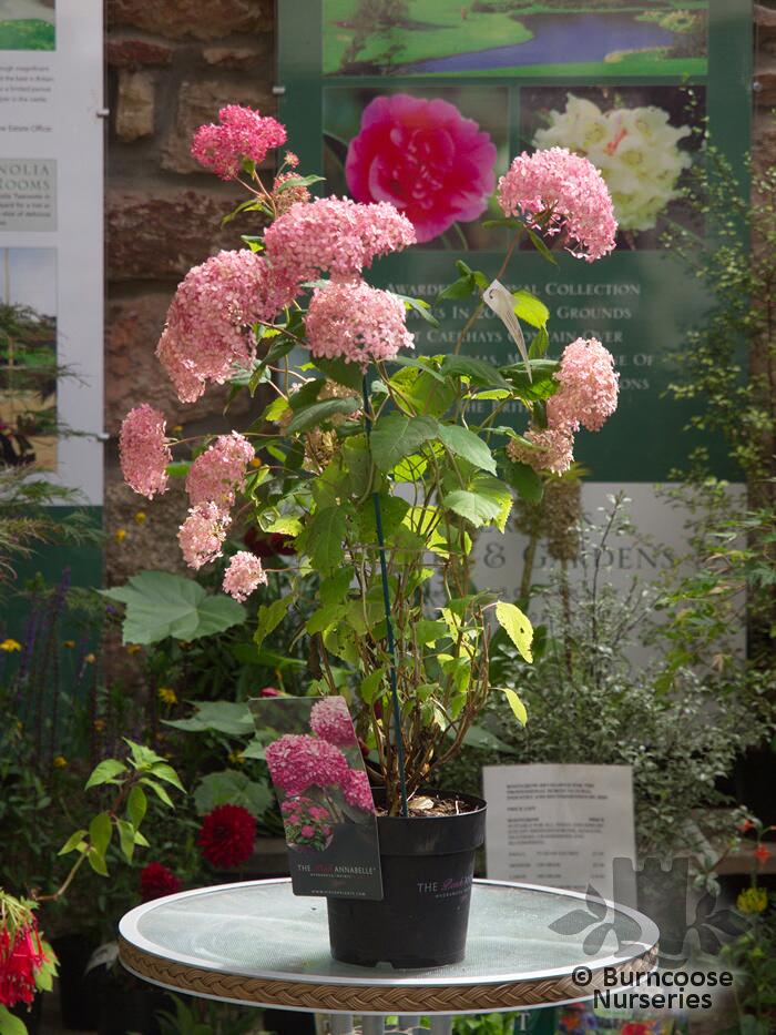 Hydrangea Arborescens 'Invincibelle Spirit' from Burncoose Nurseries