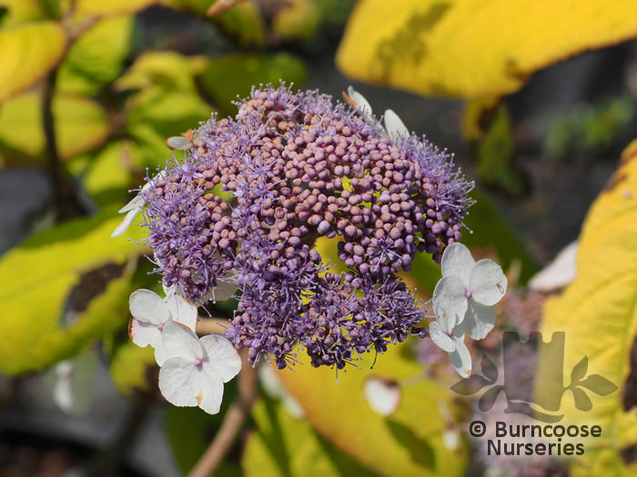 Hydrangea Sargentiana 'Gold Rush' from Burncoose Nurseries
