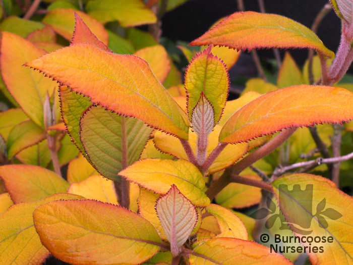 Hydrangea Sargentiana 'Gold Rush' from Burncoose Nurseries