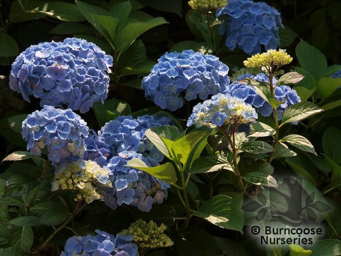 Hydrangea 'Enziandom' from Burncoose Nurseries