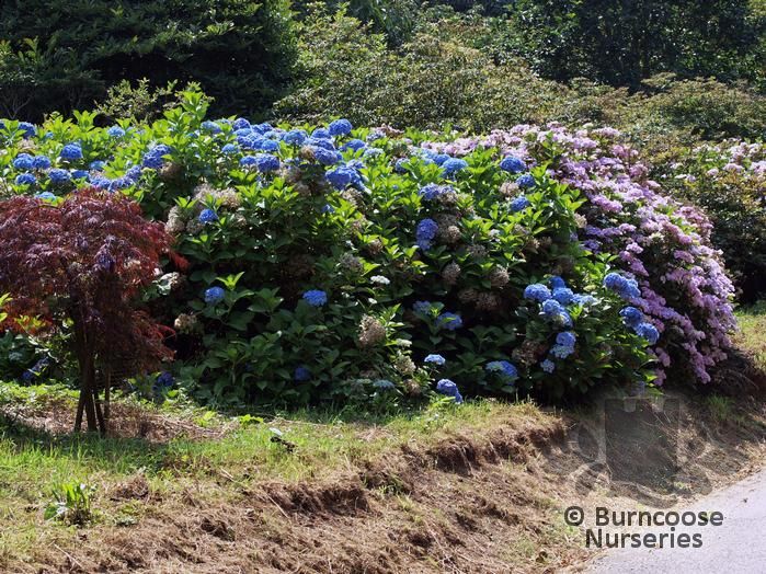 Hydrangea 'Enziandom' from Burncoose Nurseries