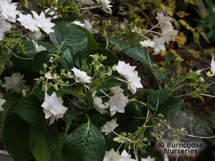 Hydrangea 'Fireworks' from Burncoose Nurseries