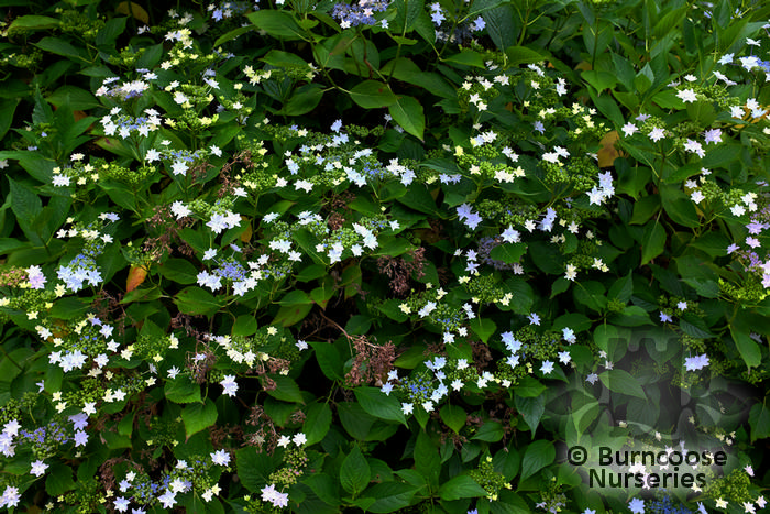 Hydrangea 'Fireworks' from Burncoose Nurseries
