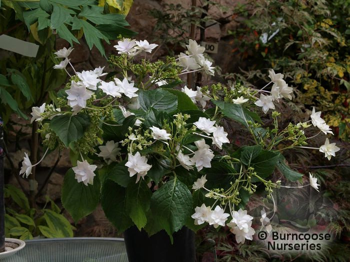 Hydrangea 'Fireworks' from Burncoose Nurseries
