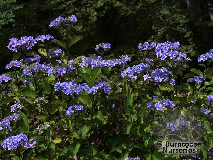 Hydrangea 'Jogasaki' from Burncoose Nurseries