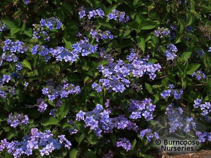 Hydrangea 'Jogasaki' from Burncoose Nurseries