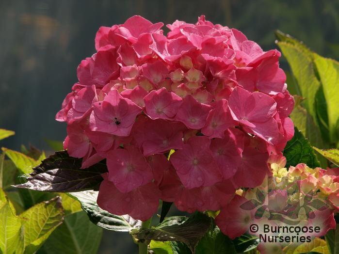 Hydrangea from Burncoose Nurseries - Page 1