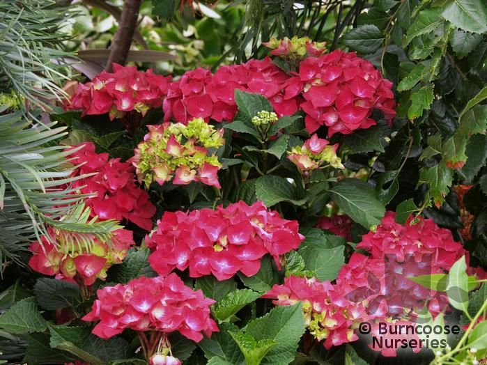 Hydrangea 'King George' from Burncoose Nurseries