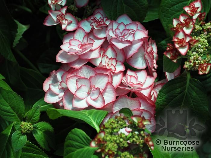Hydrangea 'Yulika' from Burncoose Nurseries