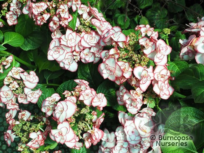 Hydrangea 'Yulika' from Burncoose Nurseries
