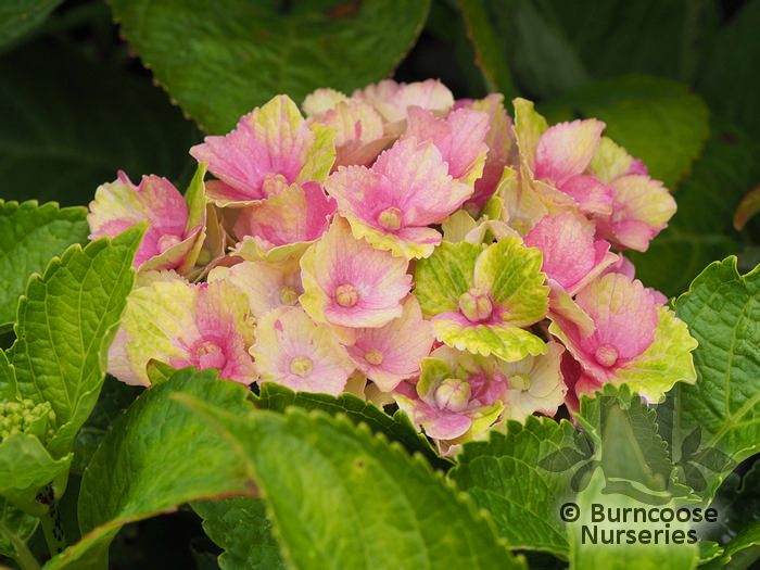 Hydrangea 'Magical Amethyst' from Burncoose Nurseries