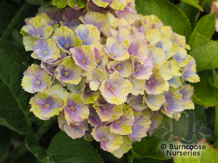 Hydrangea 'Magical Amethyst' from Burncoose Nurseries