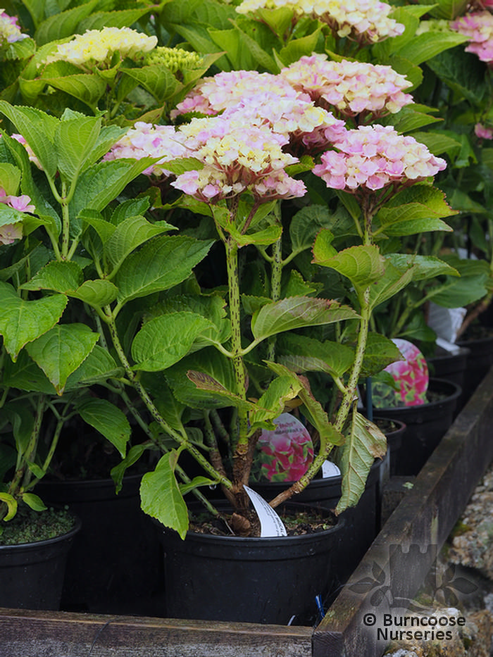 Hydrangea 'Magical Amethyst' from Burncoose Nurseries