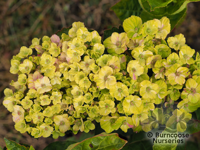 Hydrangea 'Magical Coral' from Burncoose Nurseries
