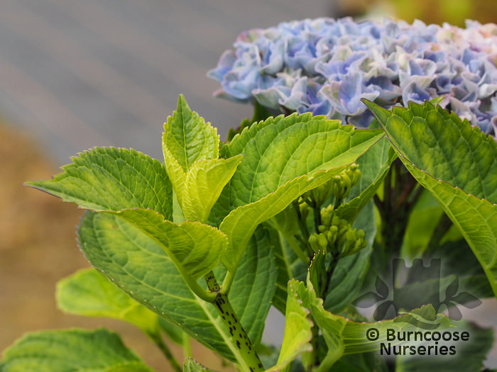 Hydrangea 'Magical Revolution Blue' from Burncoose Nurseries