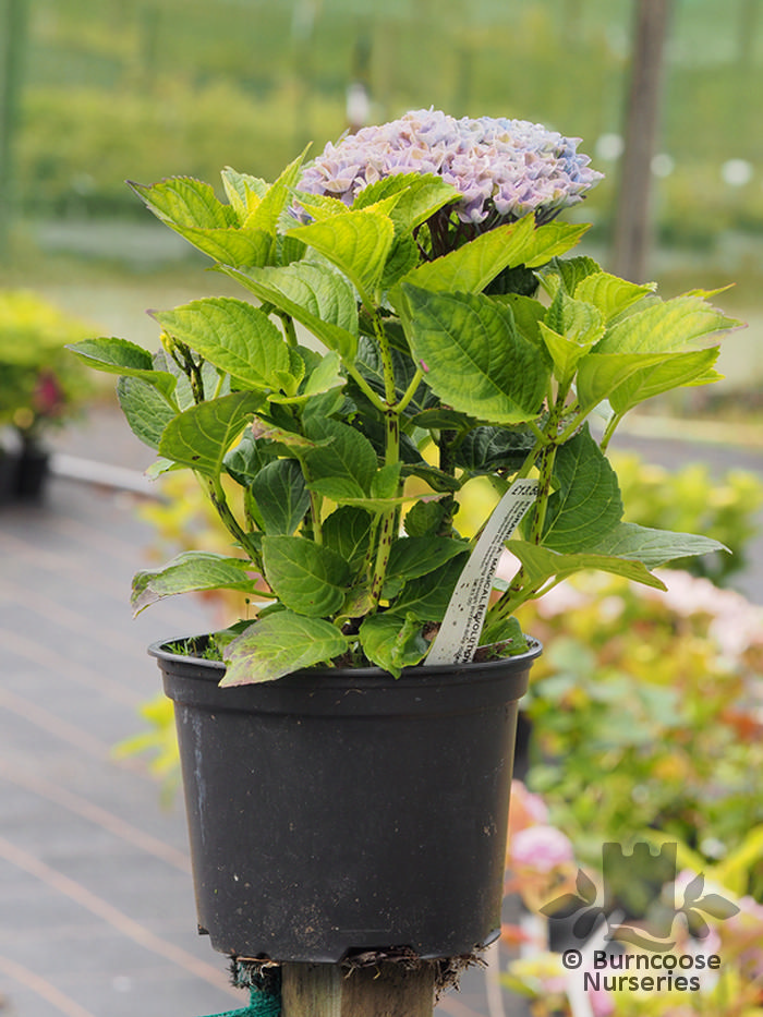Hydrangea 'Magical Revolution Blue' from Burncoose Nurseries