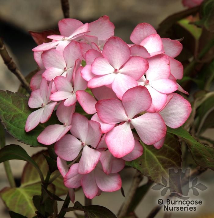 Hydrangea 'Mirai' from Burncoose Nurseries