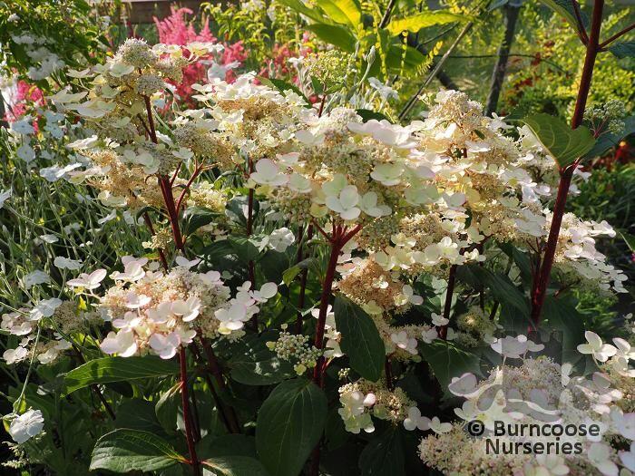 Hydrangea Paniculata 'Early Harry' from Burncoose Nurseries