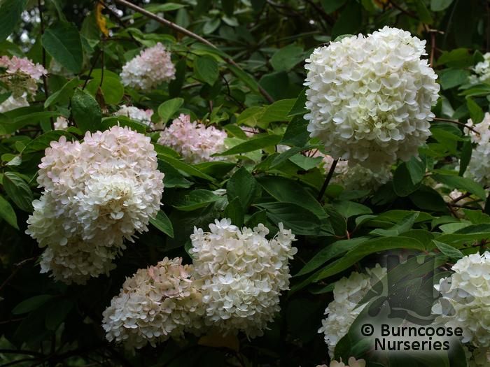 Hydrangea Paniculata 'Kyushu' from Burncoose Nurseries